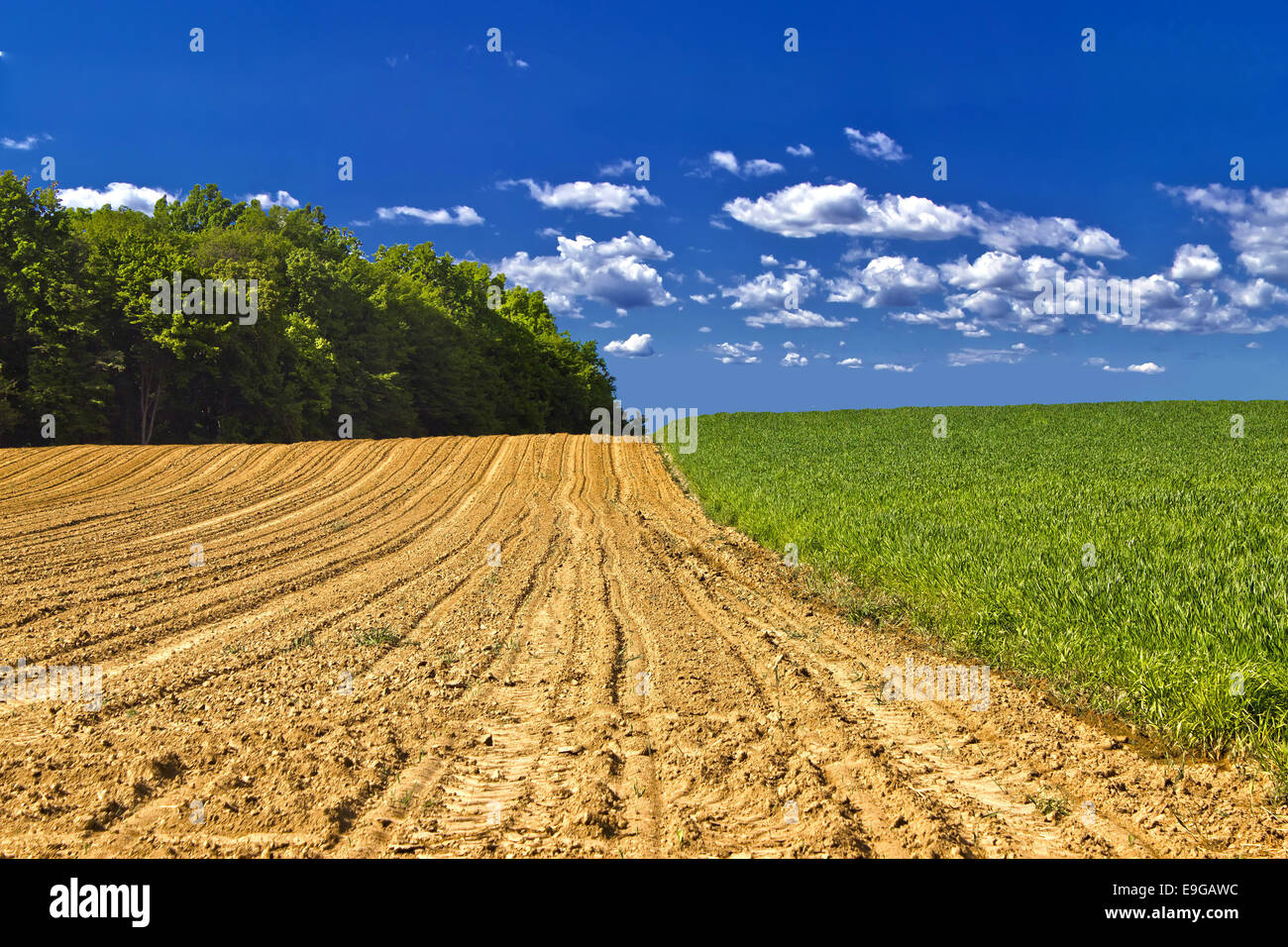 Corn field landscape hi-res stock photography and images - Alamy
