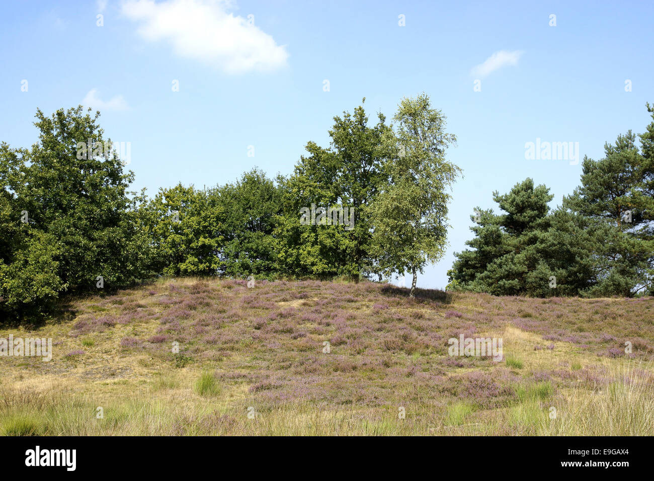 Heathlands, Westruper Heide, Haltern, Germany Stock Photo - Alamy