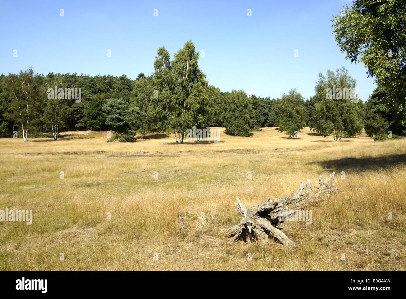 Heide l hi-res stock photography and images - Alamy