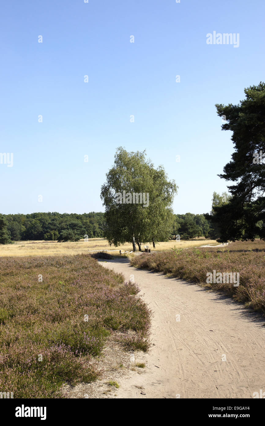 Heathlands, Westruper Heide, Haltern, Germany Stock Photo - Alamy