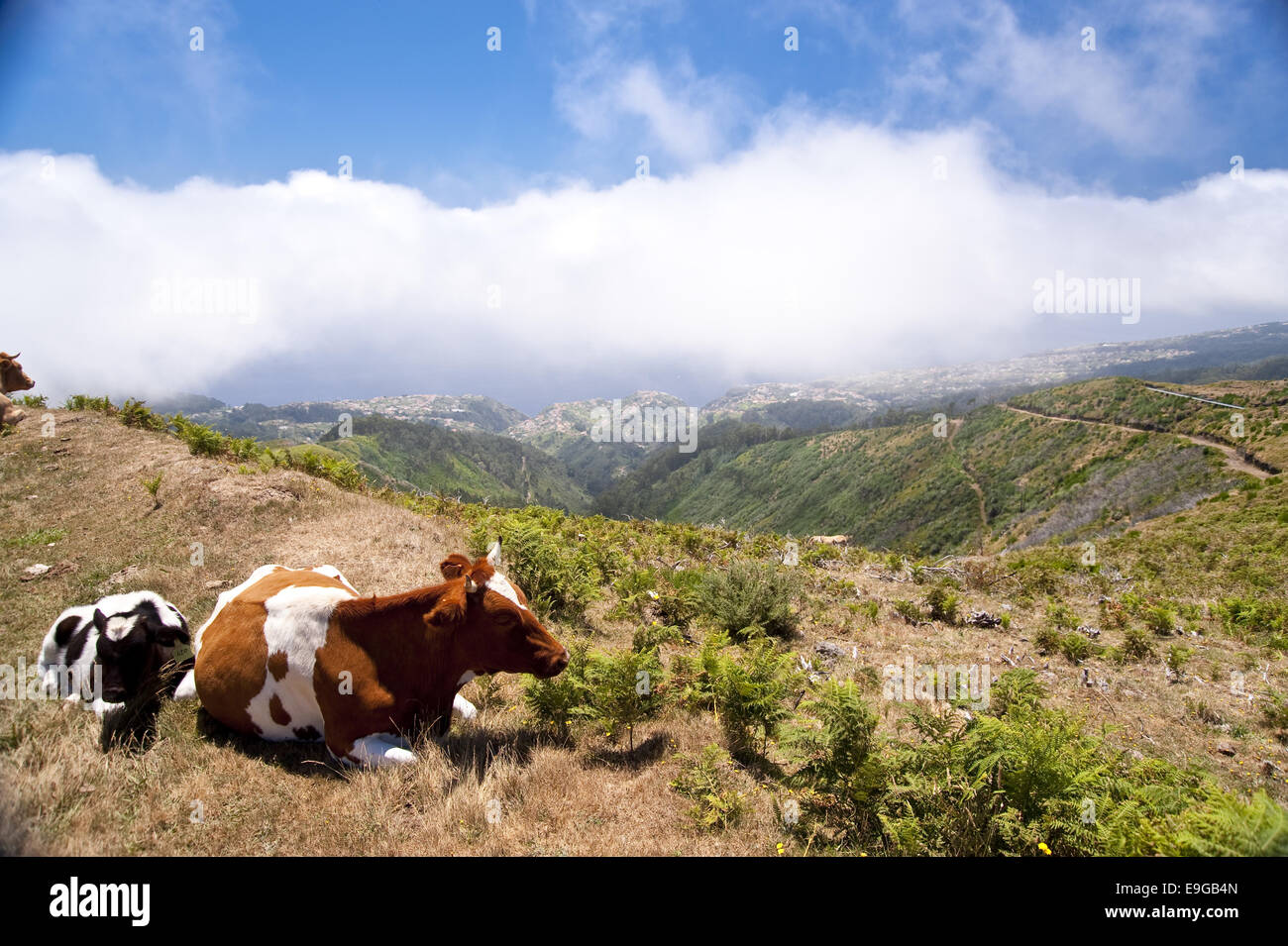 Cows on Madeira Stock Photo - Alamy
