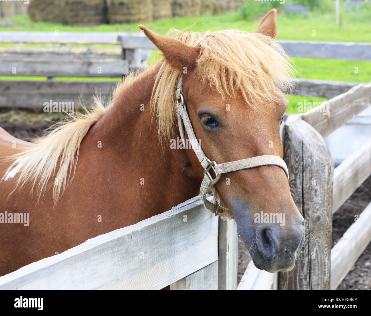 Altai breed of horse in the paddock Stock Photo - Alamy