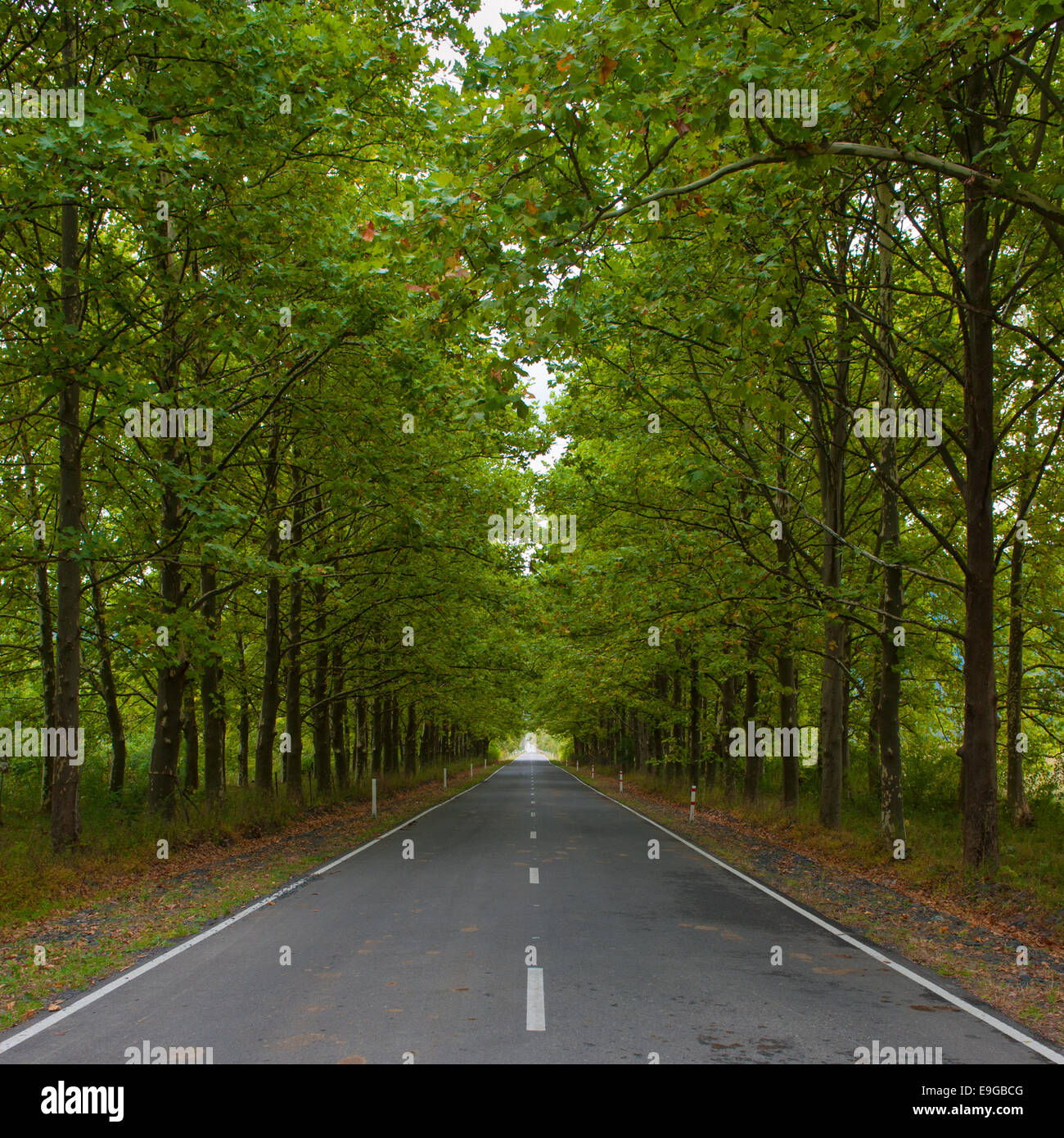 Alley with green leaves hi-res stock photography and images - Alamy