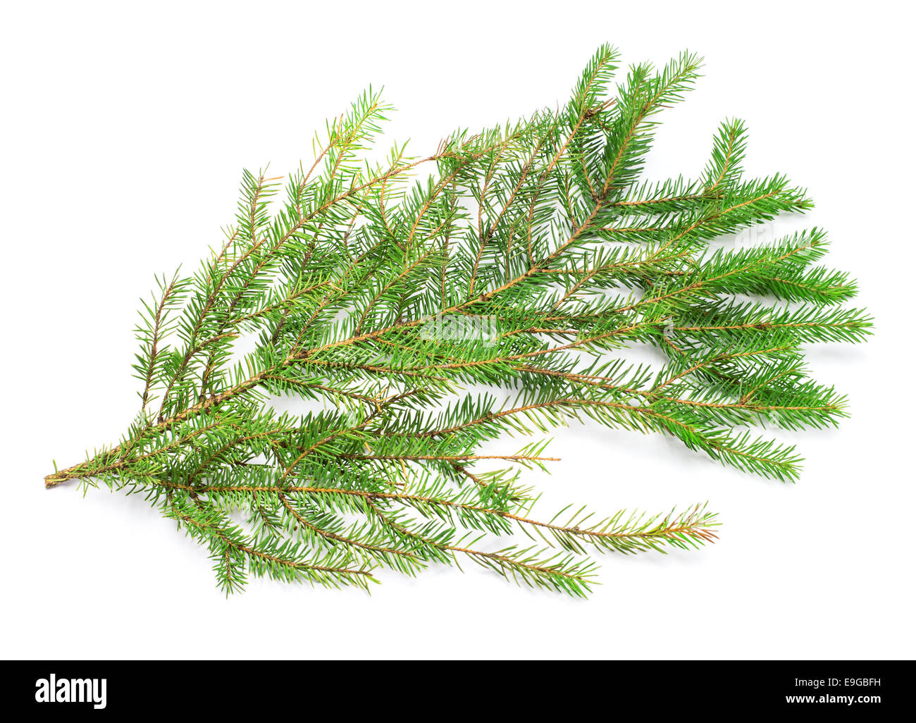 Christmas border tree branches Cut Out Stock Images & Pictures - Alamy
