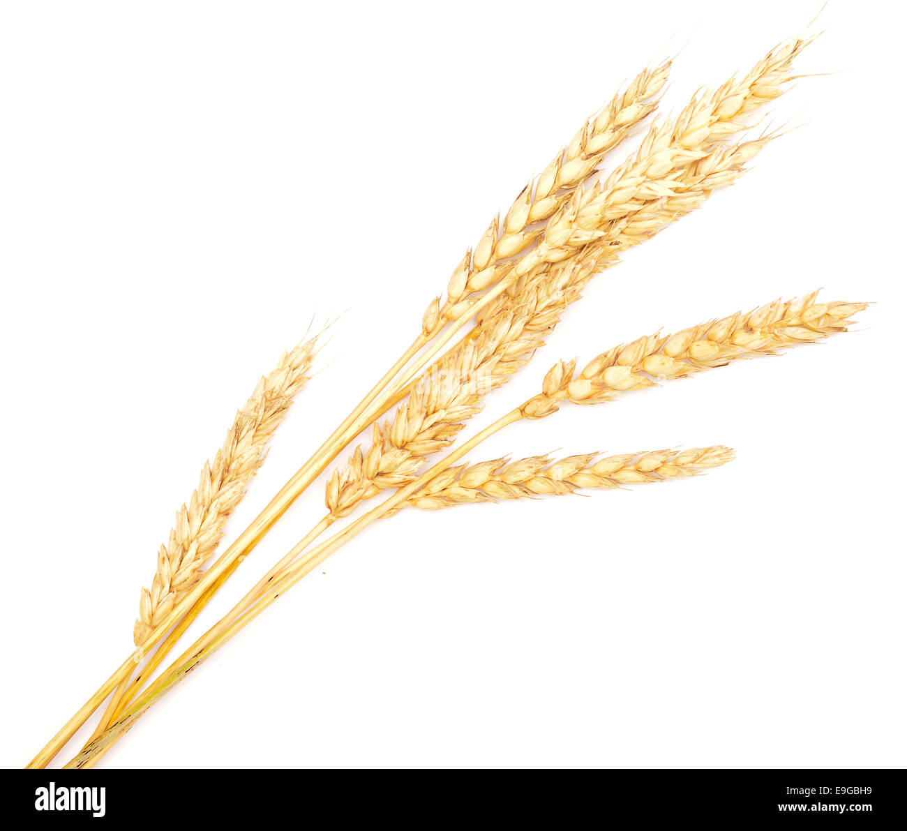 Field ripe wheat closeup Cut Out Stock Images & Pictures - Alamy