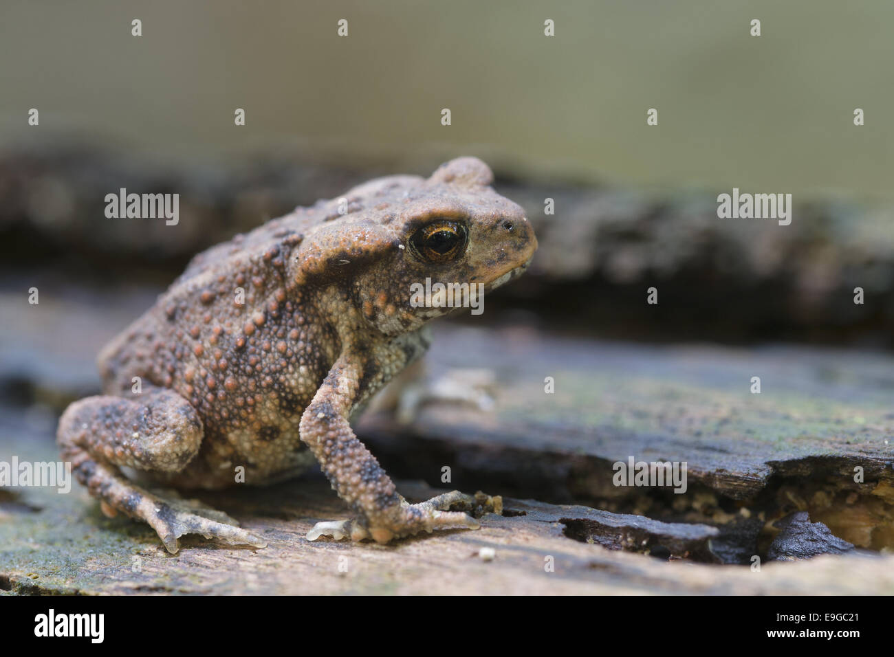 Common toad (Bufo bufo Stock Photo - Alamy