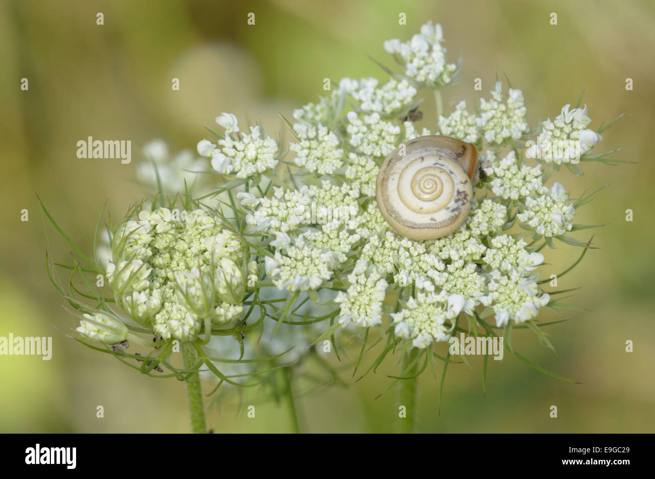 Snail (Monacha cartusiana Stock Photo - Alamy