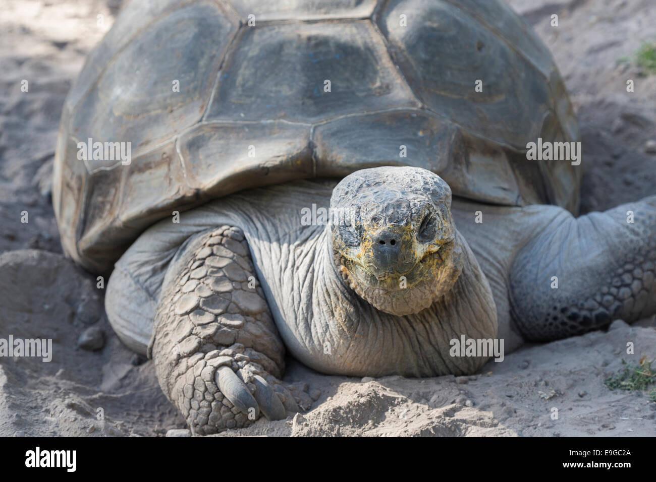 Close up of the head of a giant tortoise in Arequipa, Peru kept as a ...