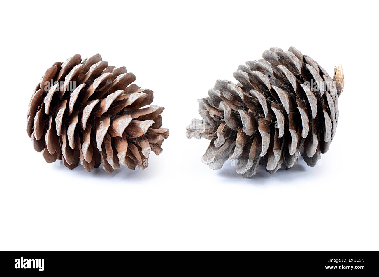 Fir cone isolated on white background Stock Photo - Alamy