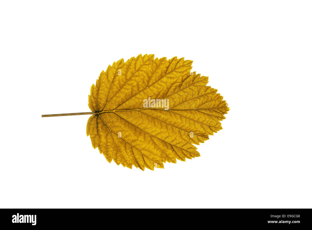 Autumn leaf color on Cut Out Stock Images & Pictures - Alamy