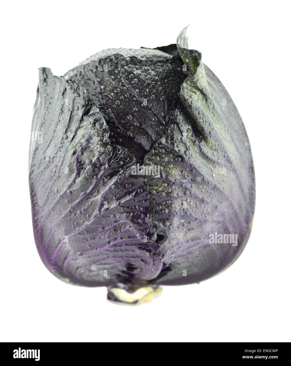 Fresh red cabbage Stock Photo - Alamy