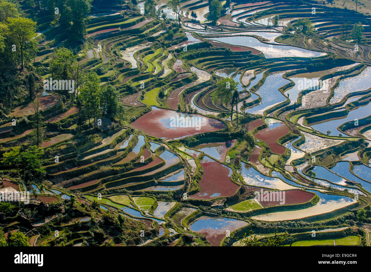 Rice terraces of Yuanyang, Yunnan, China Stock Photo - Alamy