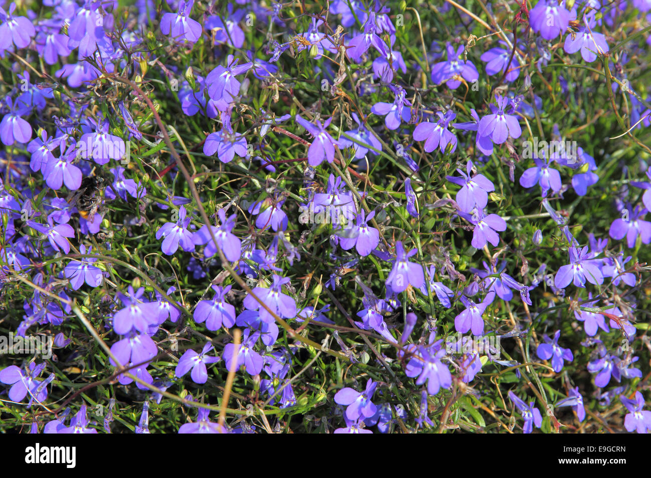 Summer landscape with blue flowers Stock Photo - Alamy