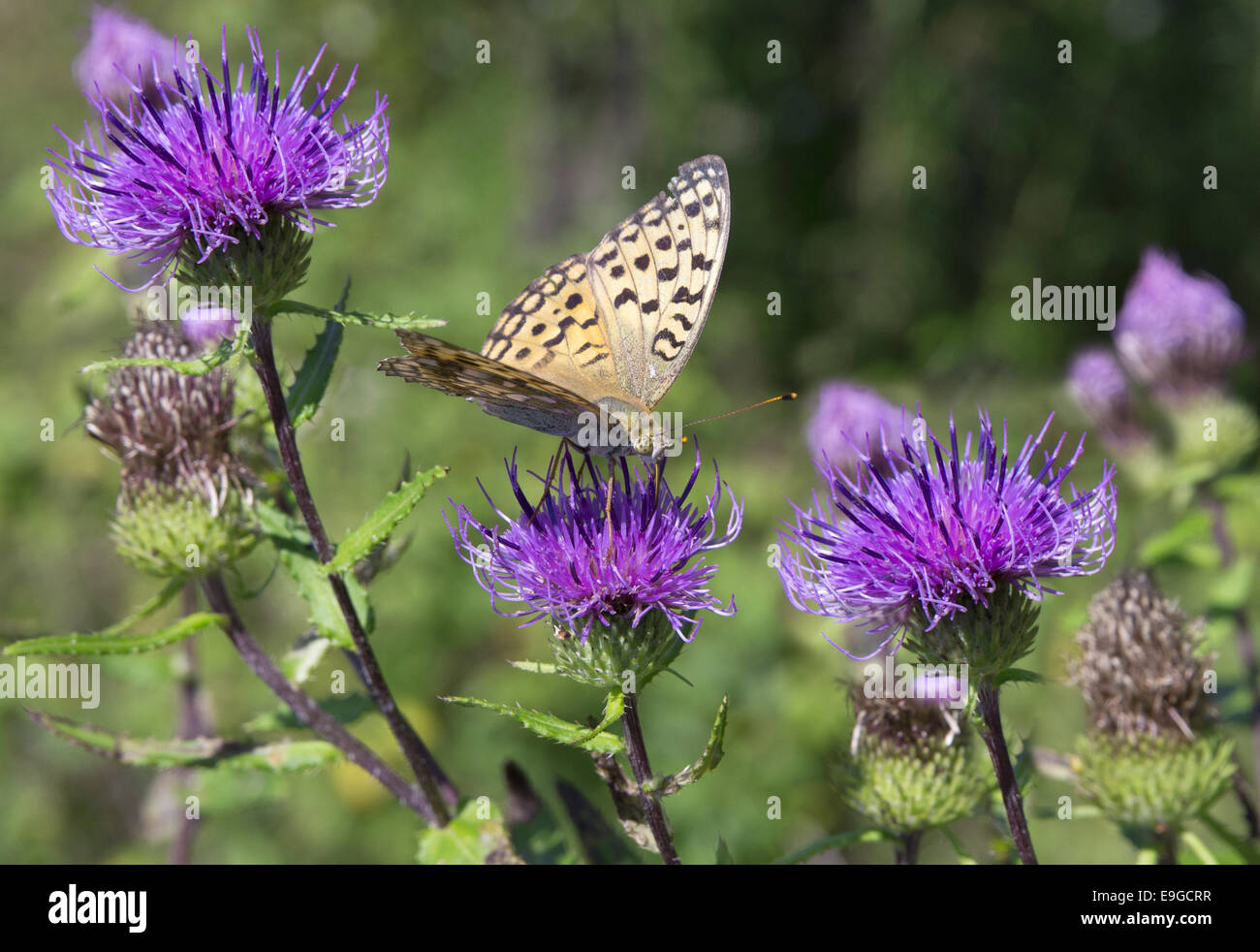 Red monarch hi-res stock photography and images - Alamy