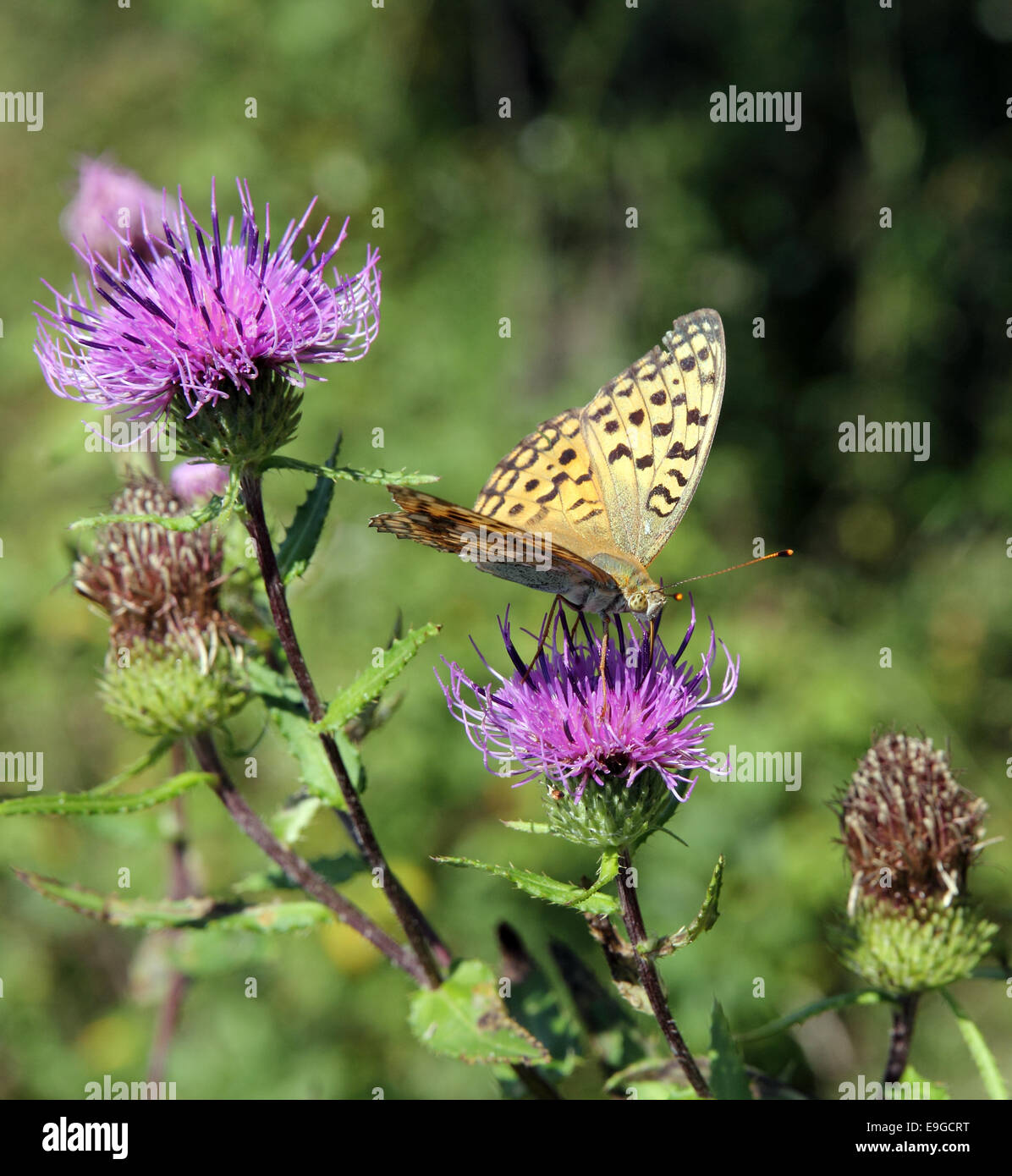 Monarch butterfly on red flower Stock Photo - Alamy