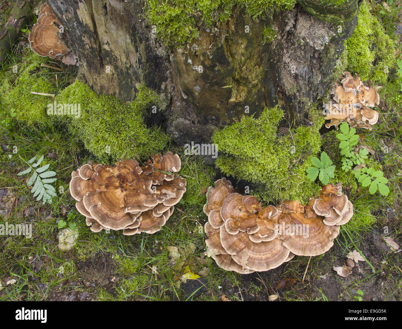 Trametes hi-res stock photography and images - Alamy