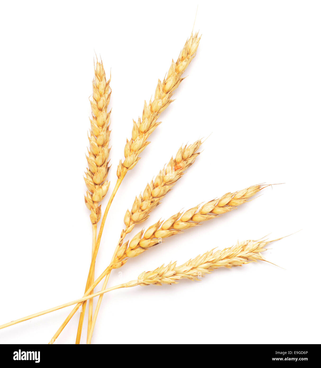 Wheat ears hi-res stock photography and images - Alamy