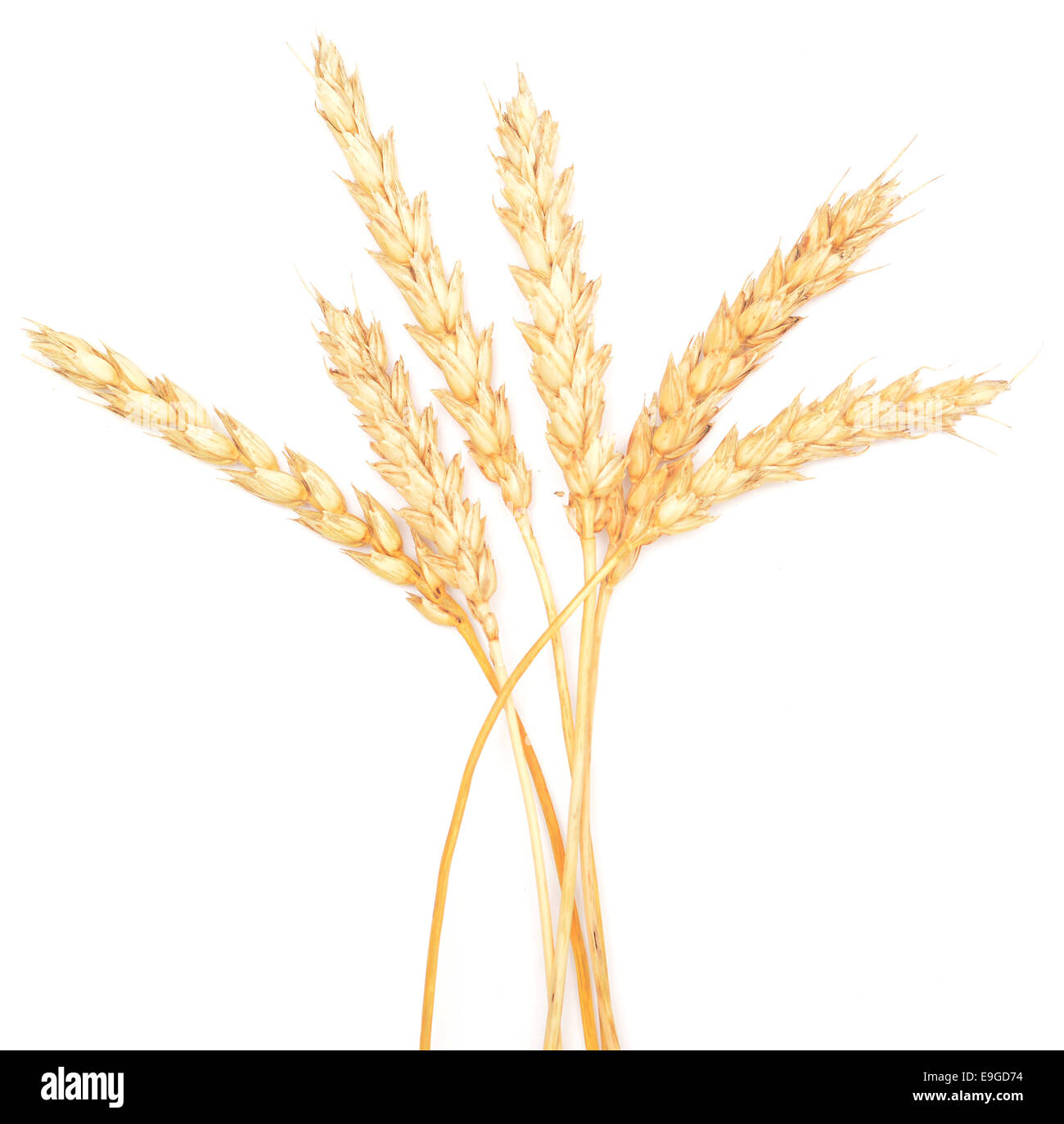 Ears old closeup Cut Out Stock Images & Pictures - Alamy