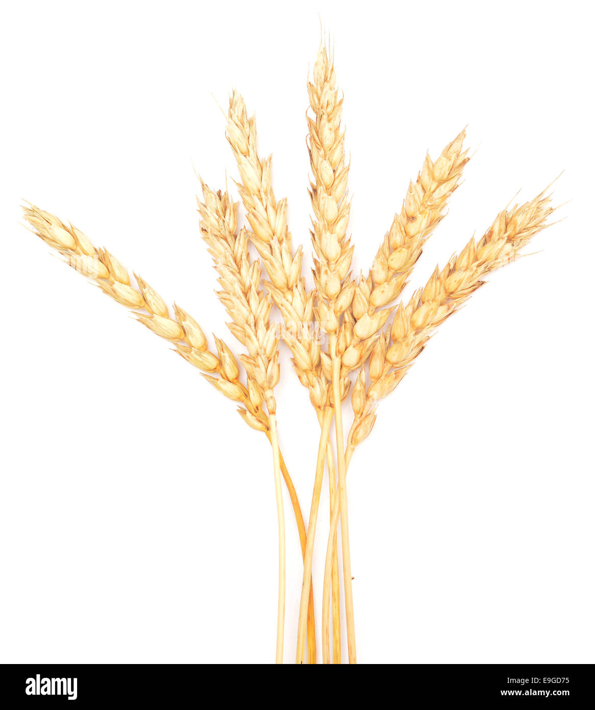 Field cereals sunset gold black hi-res stock photography and images - Alamy