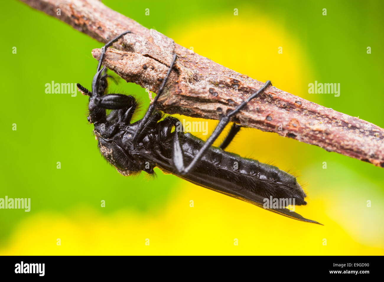 St. Mark's fly Stock Photo - Alamy