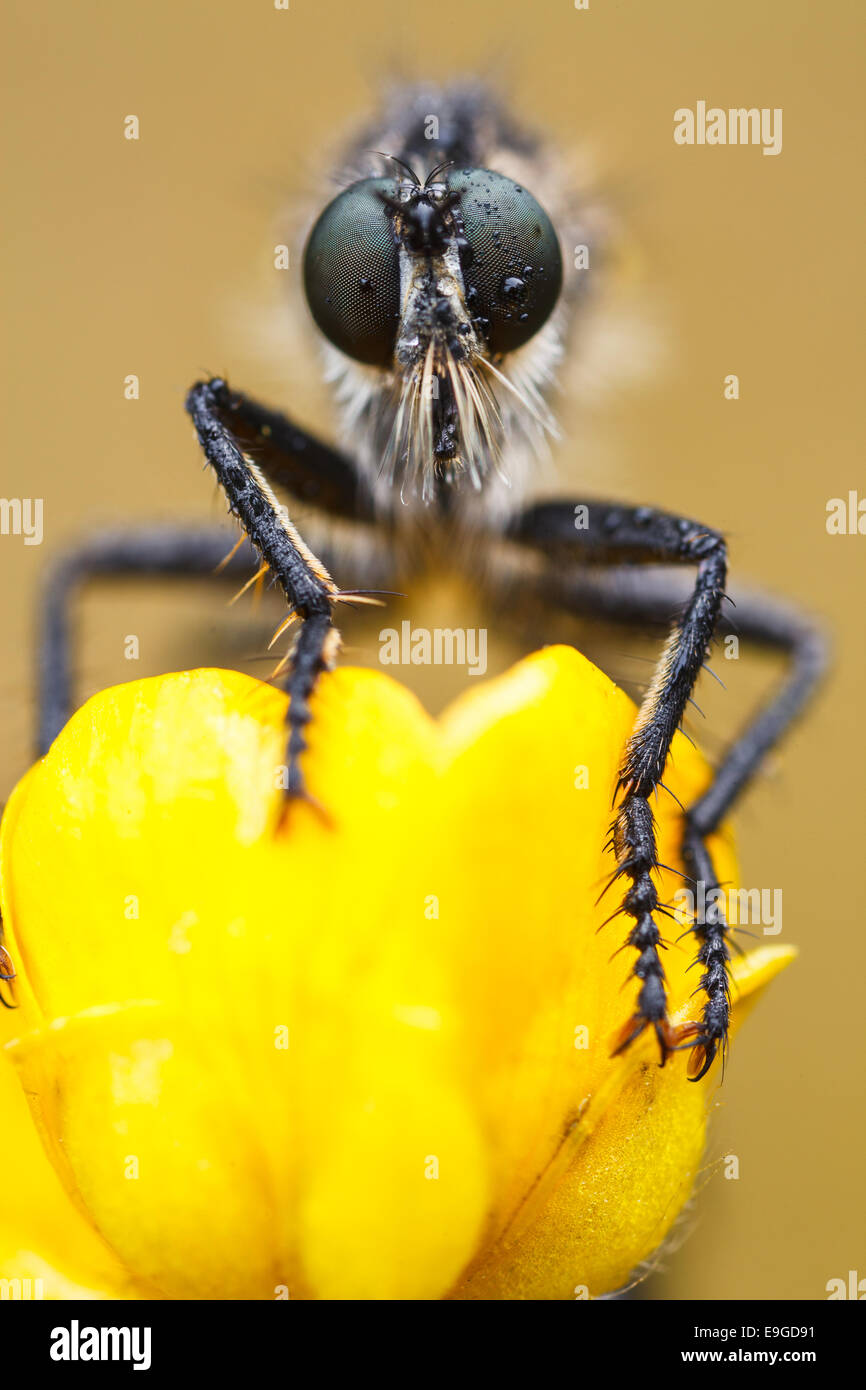 robber fly [family Asilidae] Stock Photo - Alamy