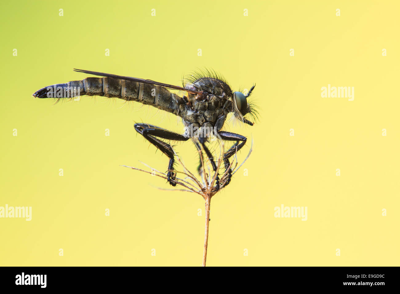 robber fly [family Asilidae] Stock Photo - Alamy