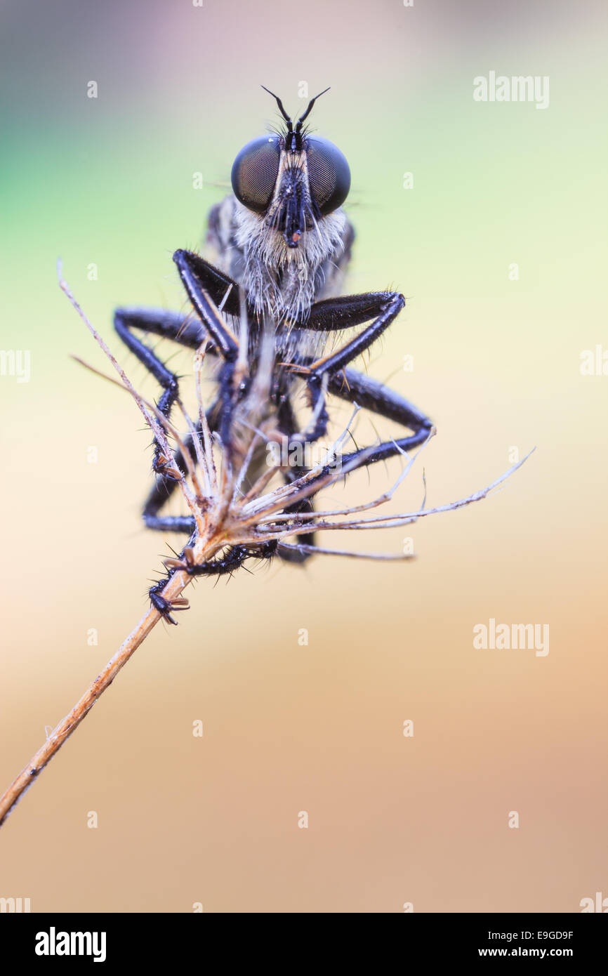 robber fly [family Asilidae] Stock Photo - Alamy