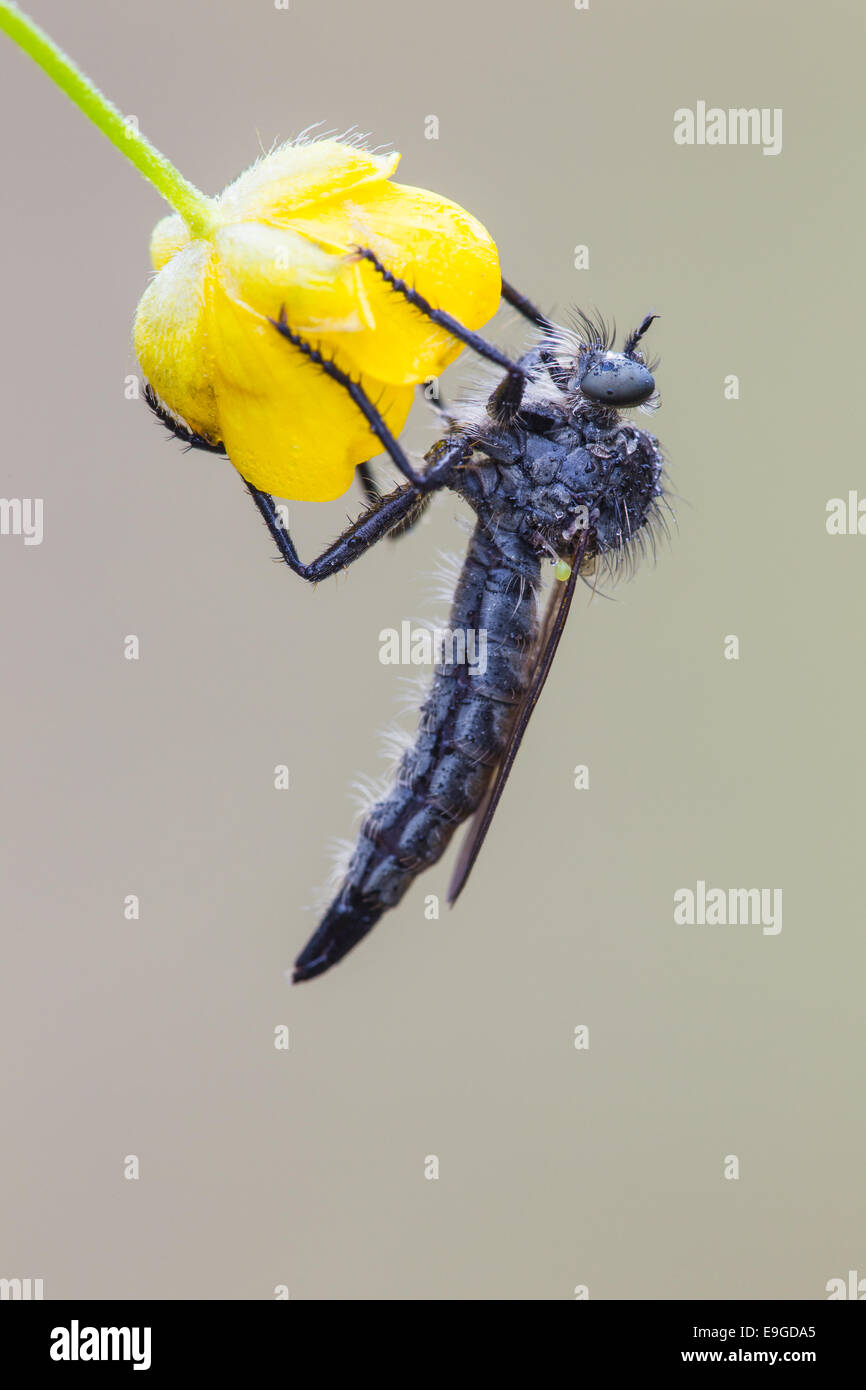 robber fly [family Asilidae] Stock Photo - Alamy