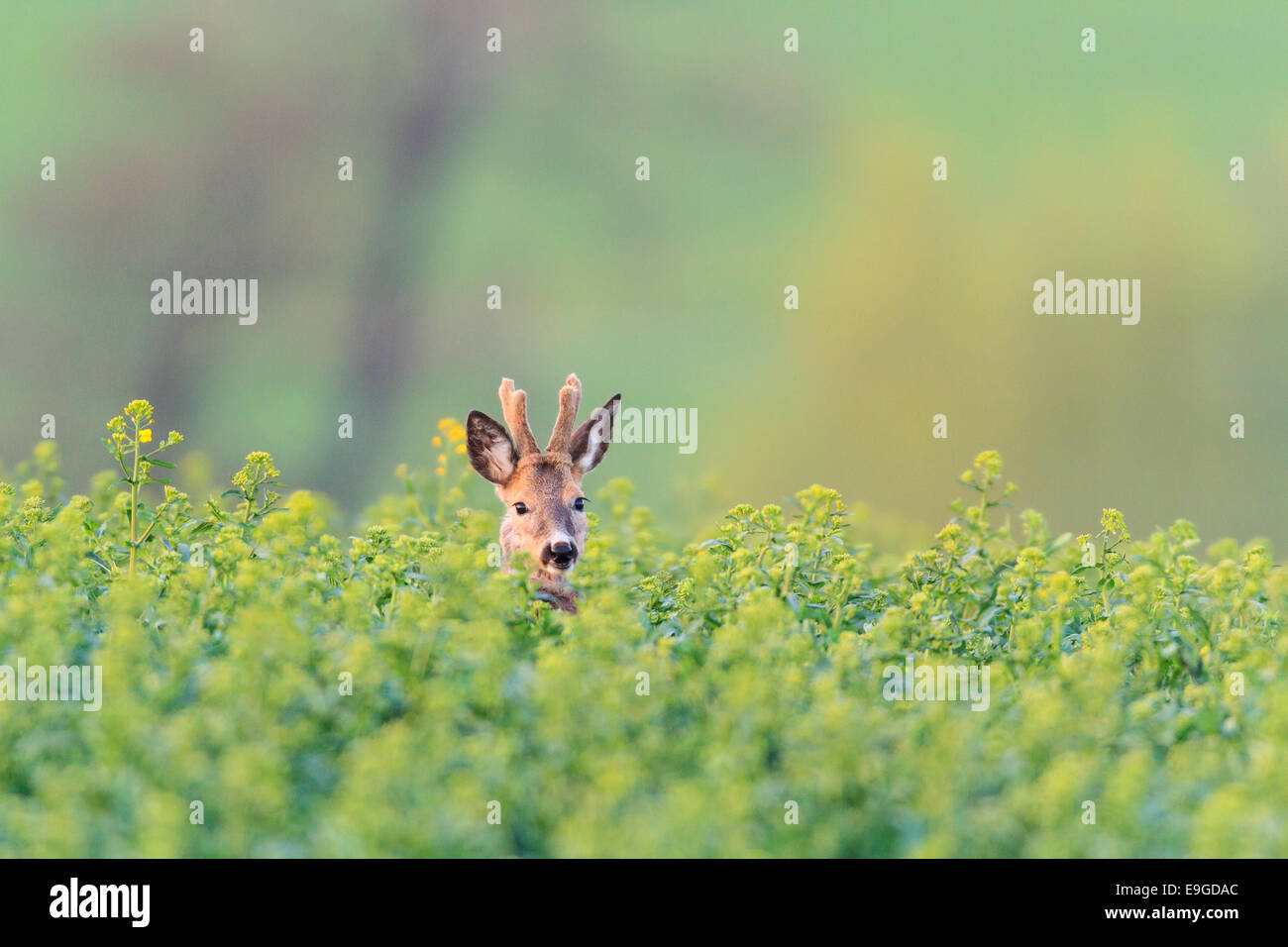 Roebuck does ricke hi-res stock photography and images - Alamy