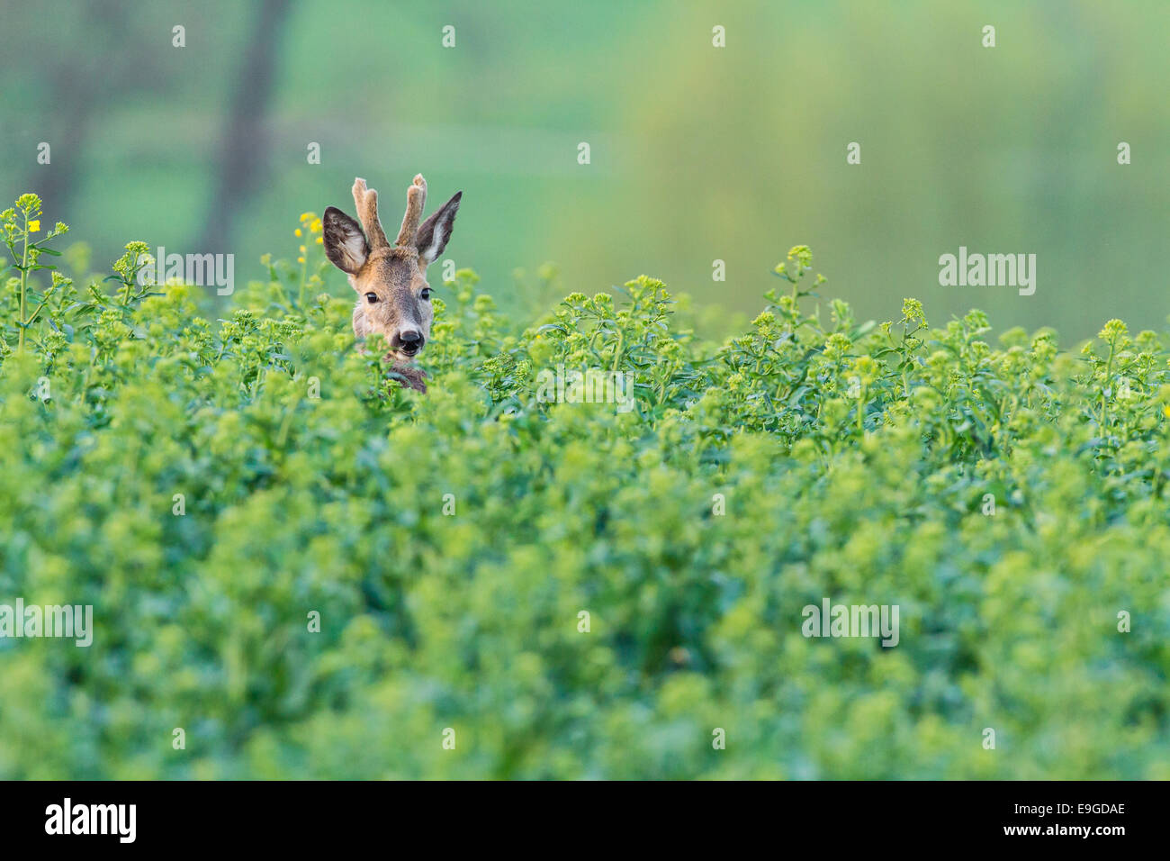 Roebuck does ricke hi-res stock photography and images - Alamy
