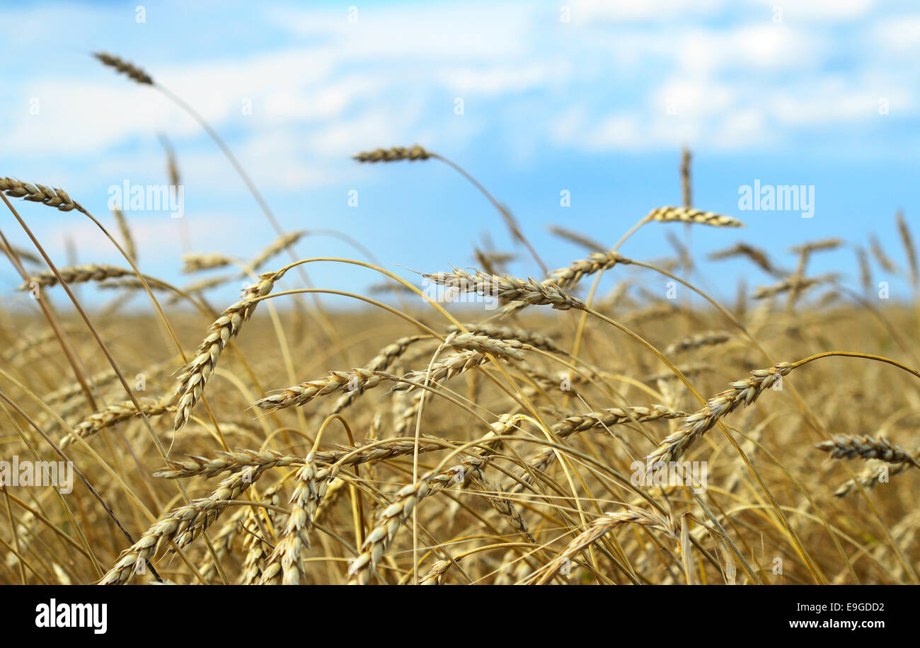 Crops of wheat hi-res stock photography and images - Alamy