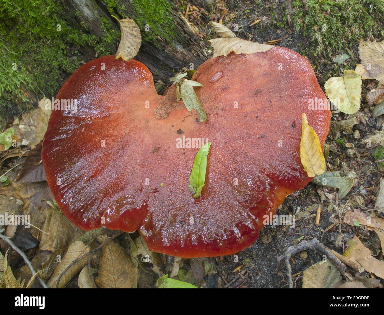 Beefsteak fungus (Fistulina hepatica Stock Photo - Alamy