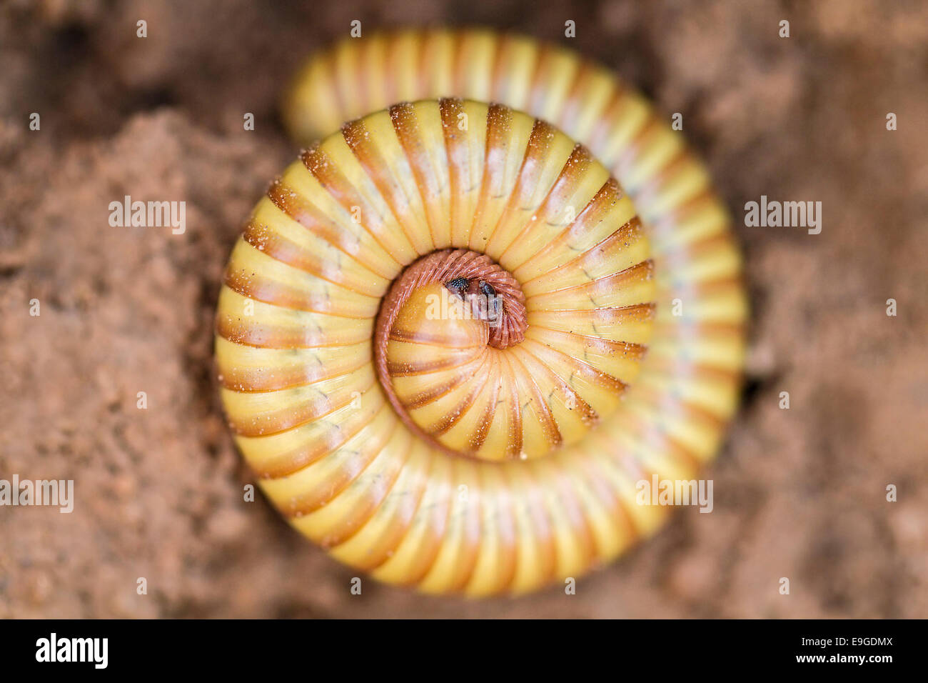 African millipede curls into a tight coil as a defence mechanism to ...
