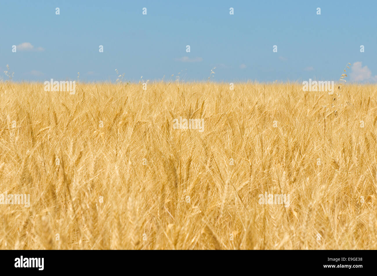 Reaping the wheat hi-res stock photography and images - Alamy