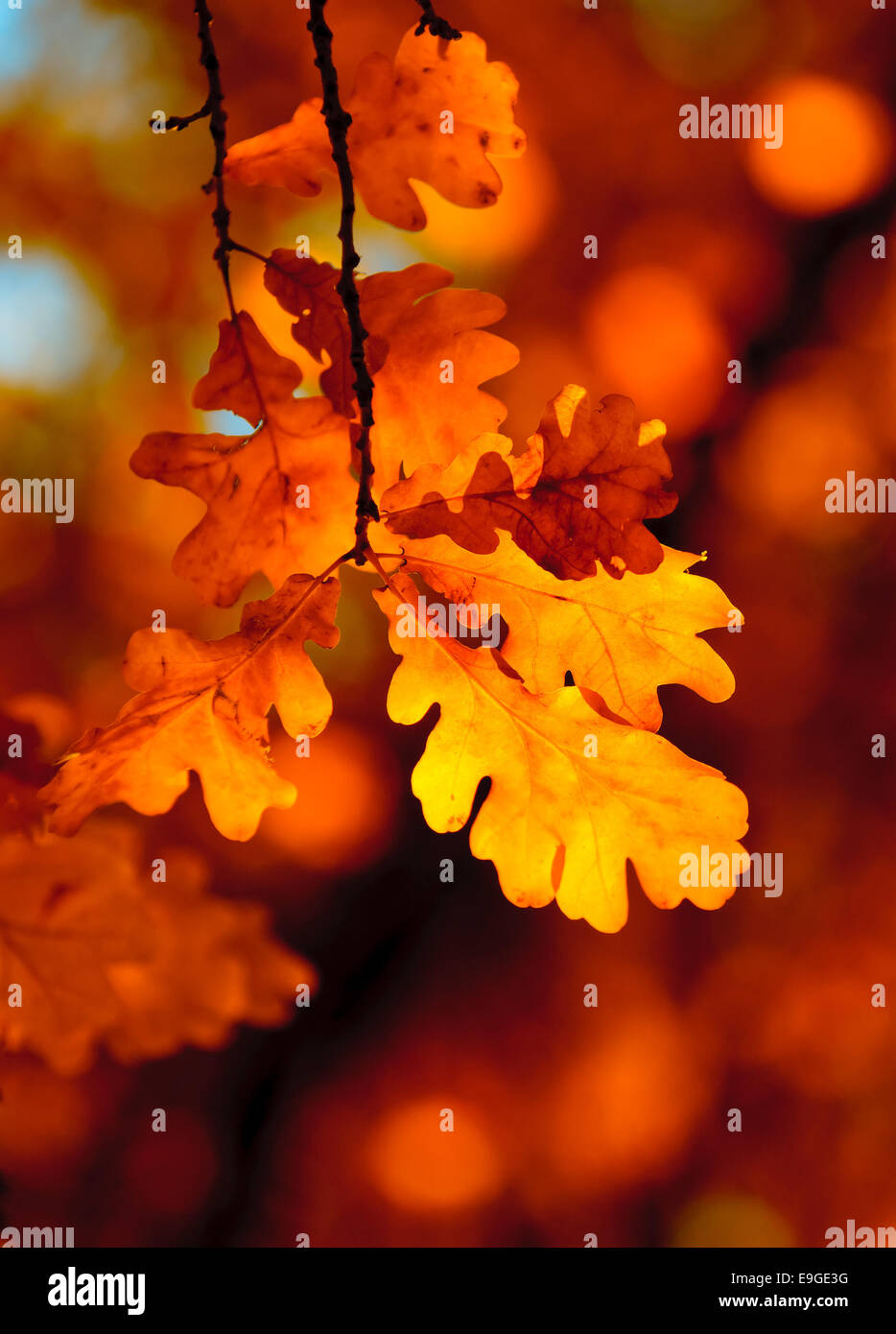 Focus leaves hi-res stock photography and images - Alamy