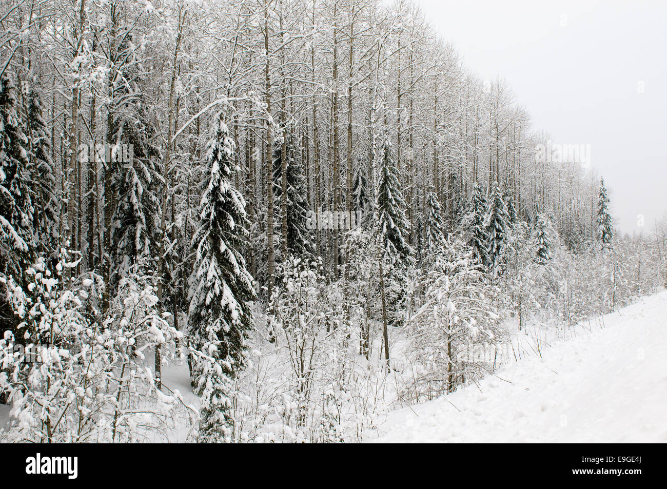 Winter pattern fir trees hi-res stock photography and images - Alamy