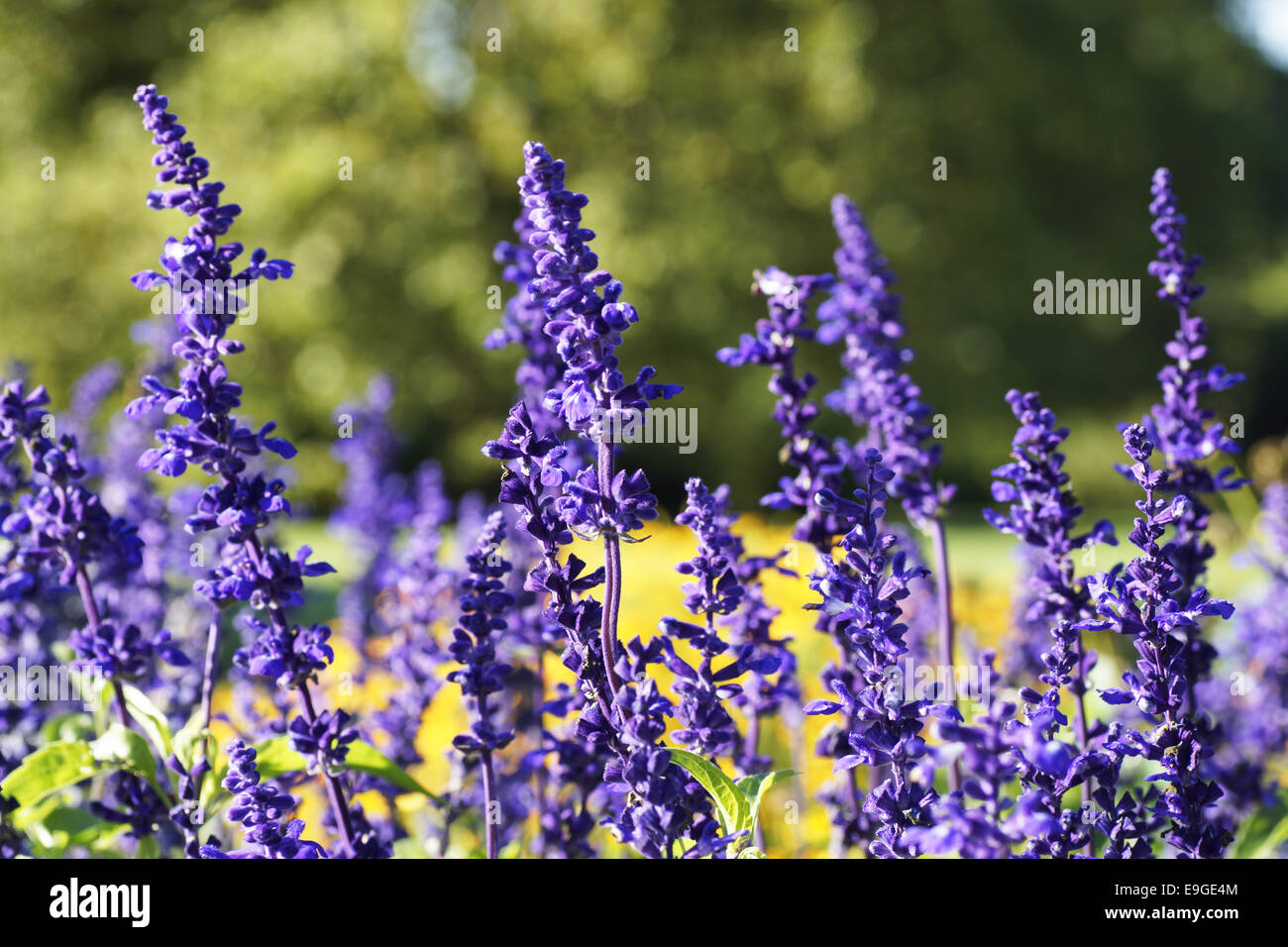 Common sage - salvia officinalis Stock Photo - Alamy
