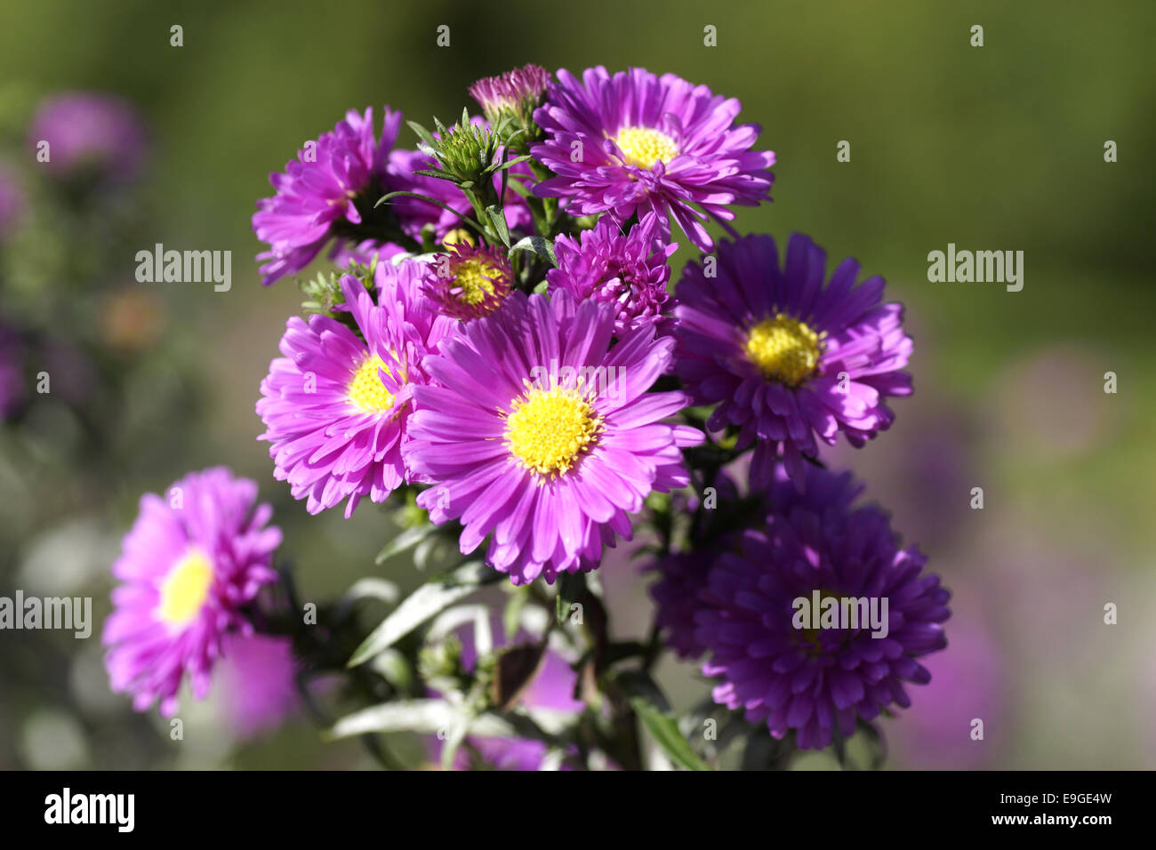 Heath aster - aster ericoides Stock Photo - Alamy