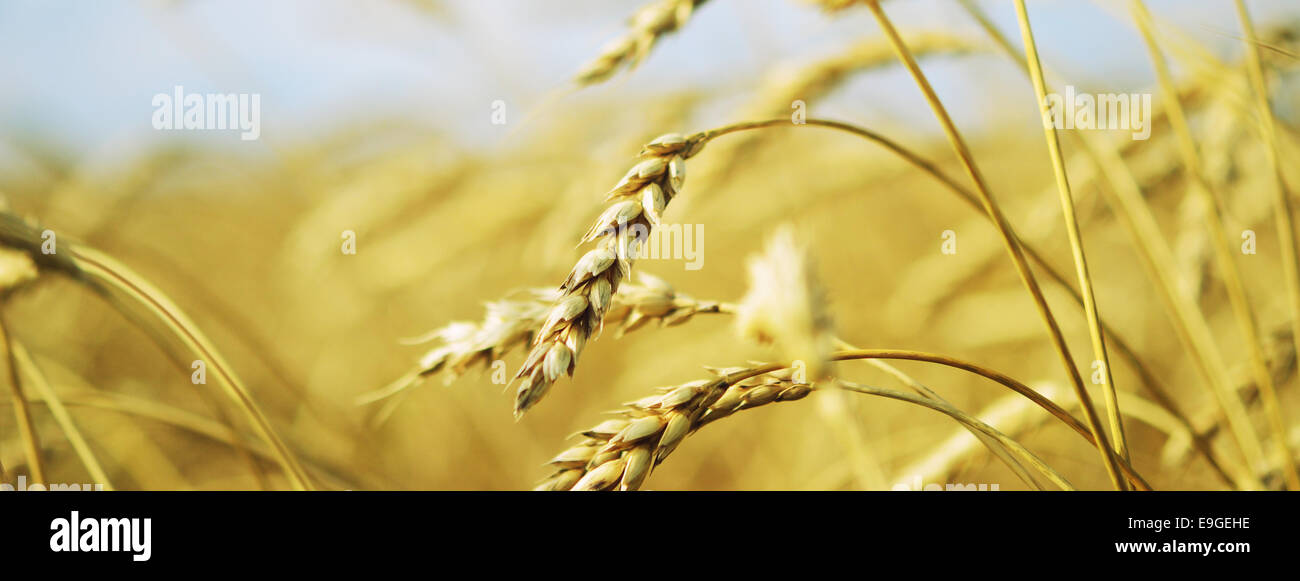 Wheat field s hi-res stock photography and images - Alamy