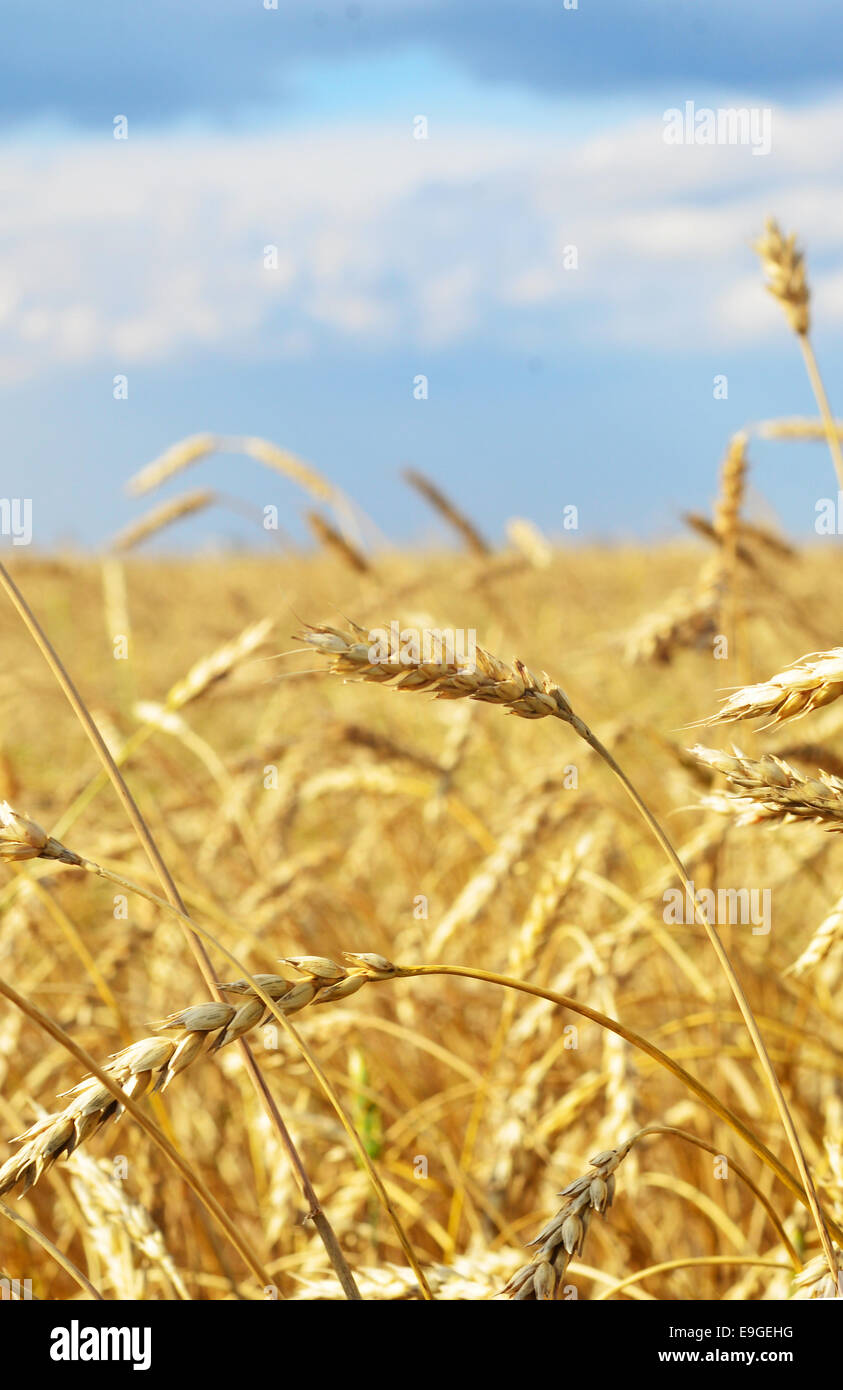 Golden filed hi-res stock photography and images - Alamy