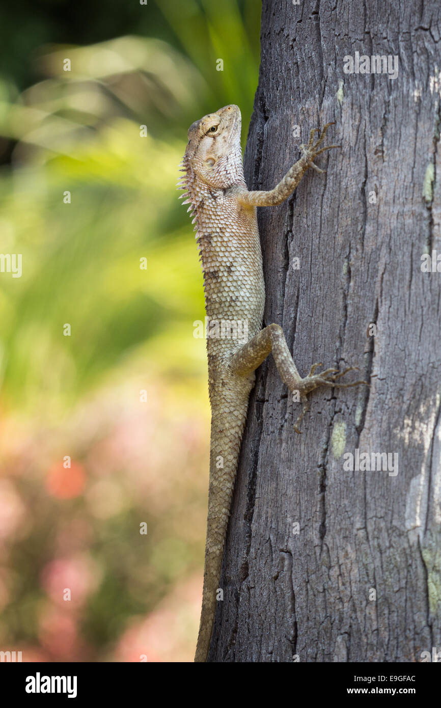 Oriental Garden Lizard (Calotes versicolor) at a tree Stock Photo - Alamy