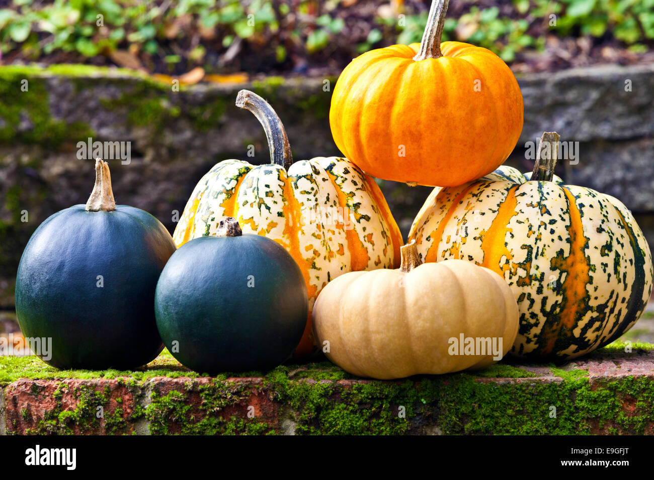 Autumn harvest of colourful pumpkin and squash variety on a brick wall ...