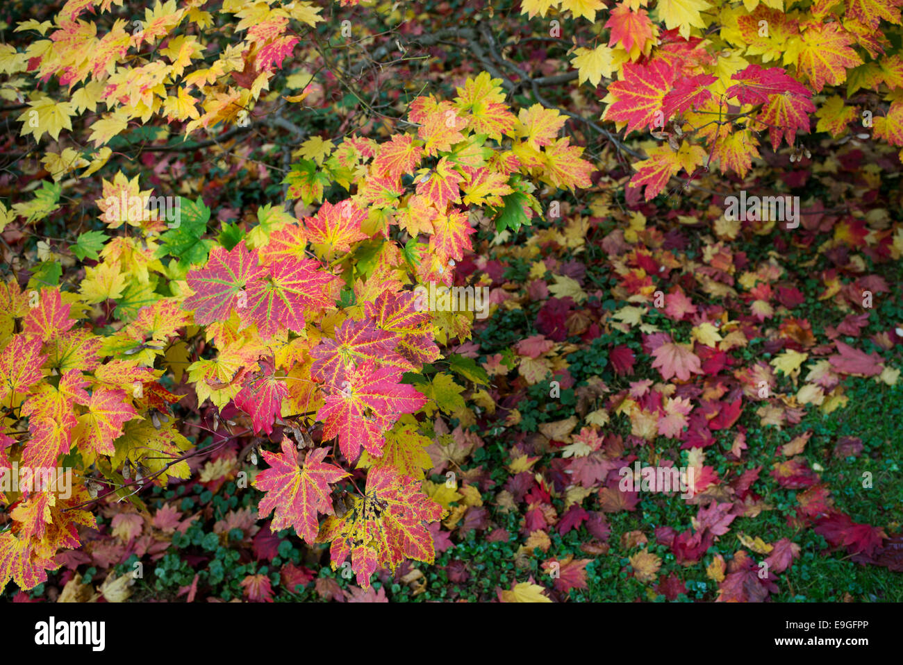 Full moon japanese maple hi-res stock photography and images - Alamy