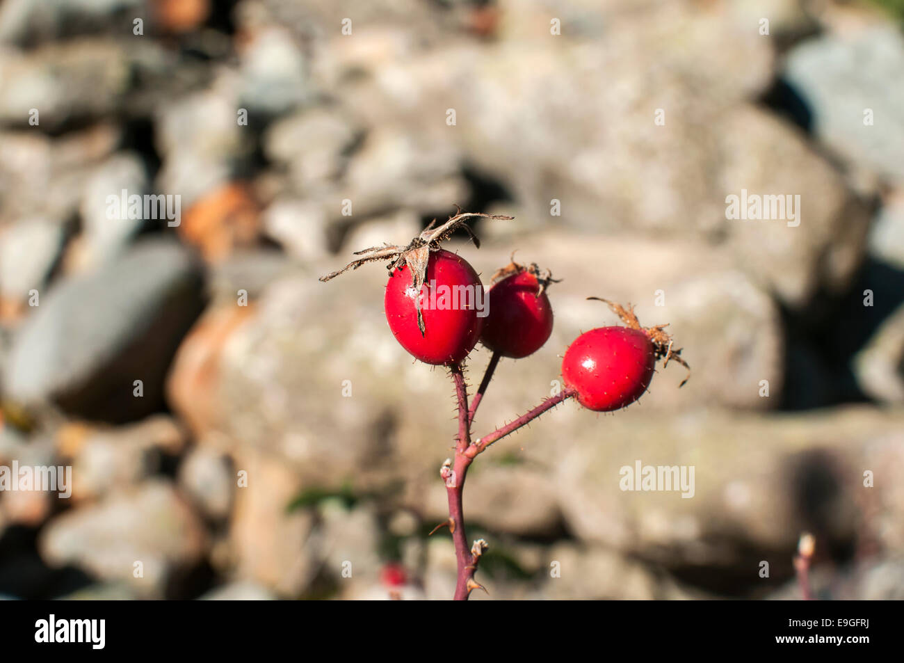 Red rose hips closeup Stock Photo - Alamy