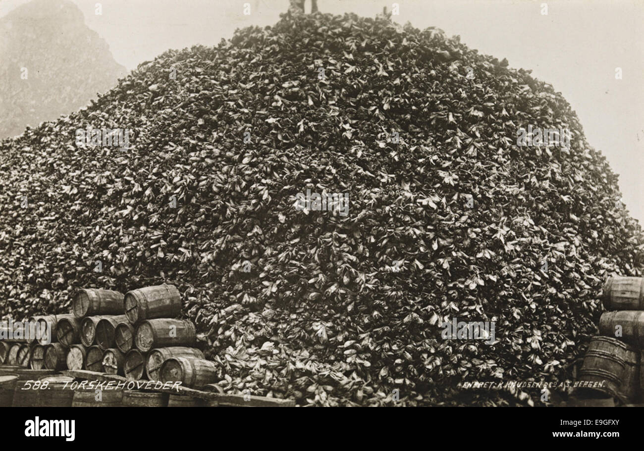 Vintage postcard featuring cod heads (torskehoveder) from the Nordland ...