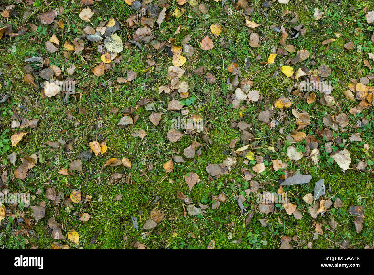 Grass lawn viewed from ground hi-res stock photography and images - Alamy