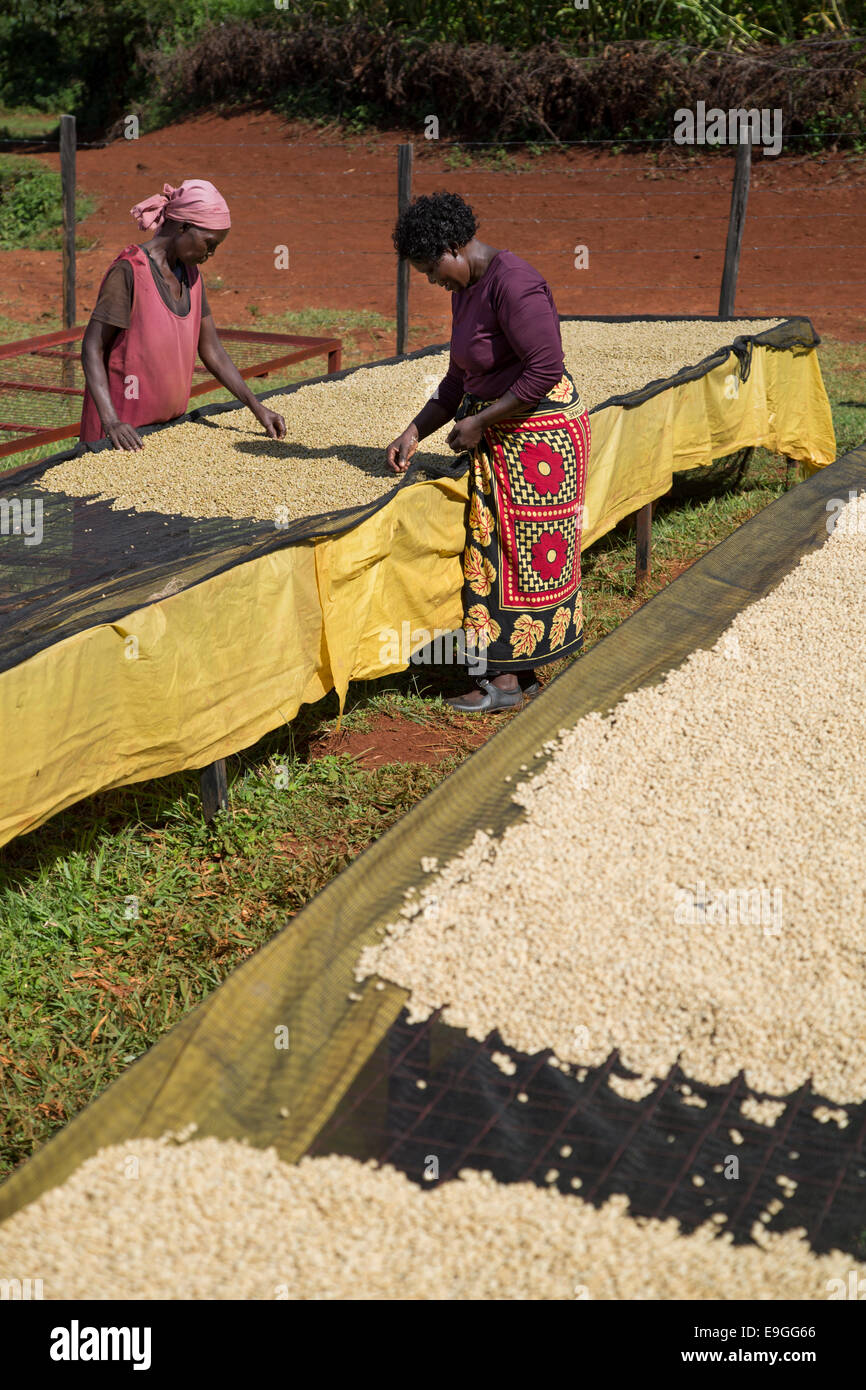 Cooperative members dry coffee on drying beds at Orinde Farmers ...