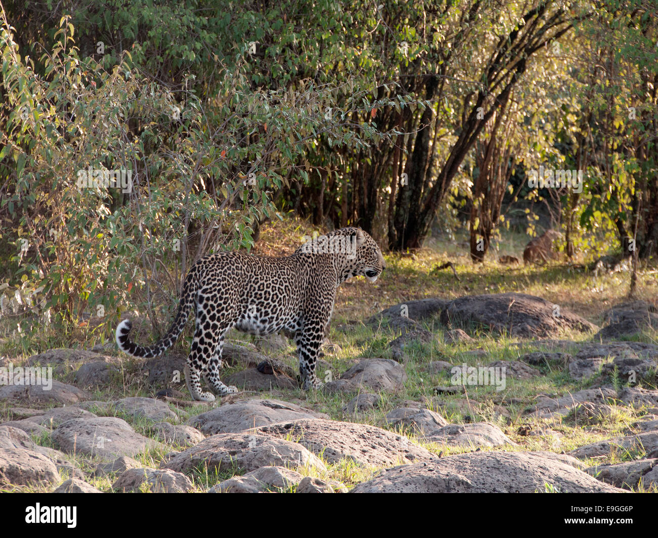 The leopard ( Panthera pardus ) leaves the shade of the acacia trees to ...