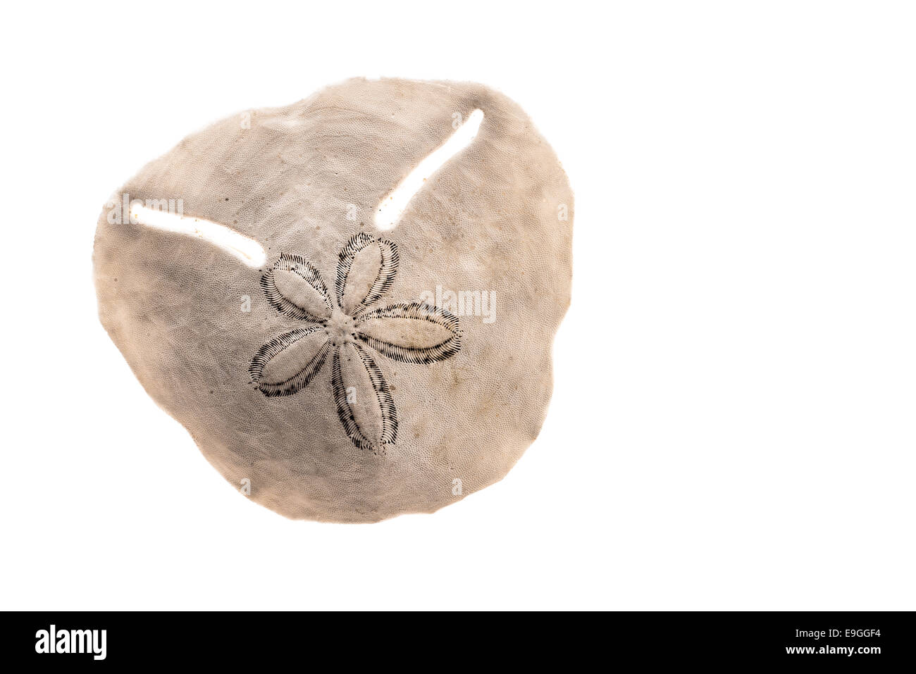 Irregular Sea Urchin High Resolution Stock Photography and Images - Alamy