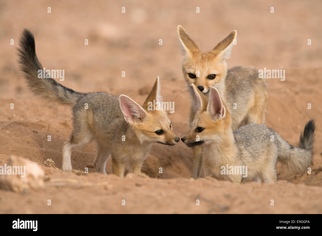 Cape fox pups hi-res stock photography and images - Alamy
